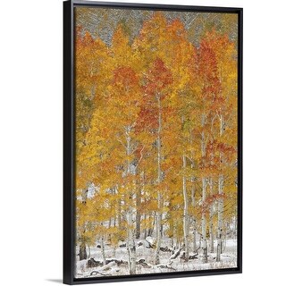 "A forest of quaking aspen trees with autumn foliage colours in the ...