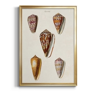 Cone Shell Collection VI Premium Framed Print - Ready to Hang - Bed ...