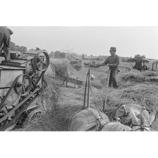 Threshing Wheat In Central Ohio A Farmer Forks Wheat Into The Feeding ...