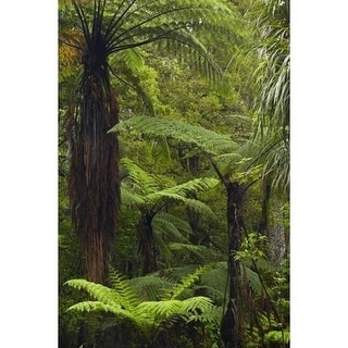 Tree Ferns Manginangina Kauri Walk Puketi Forest Near Kerikeri North ...
