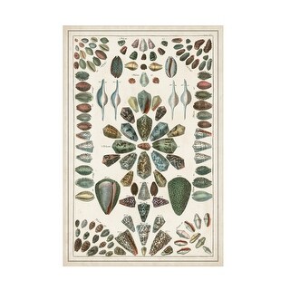 Albertus Seba 'Grand Seba Shells IV' Canvas Art - Bed Bath & Beyond ...