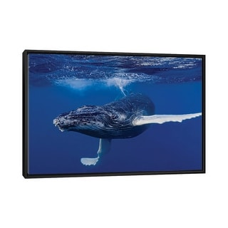 iCanvas "Humpback Whale Calf Playing At The Surface II" by Bruce Shafer ...