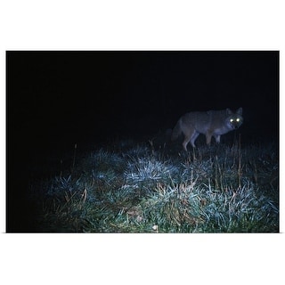 "Glowing eyes of eastern coyote hunting at night." Poster Print - Multi ...