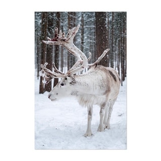 Levi Kittil Finland Reindeer in Lapland Photography Art Print/Poster ...