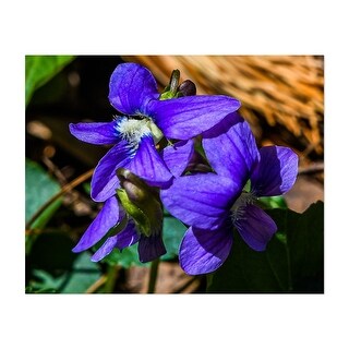 York County Pennsylvania Wild Violet Photography Art Print/Poster - Bed ...