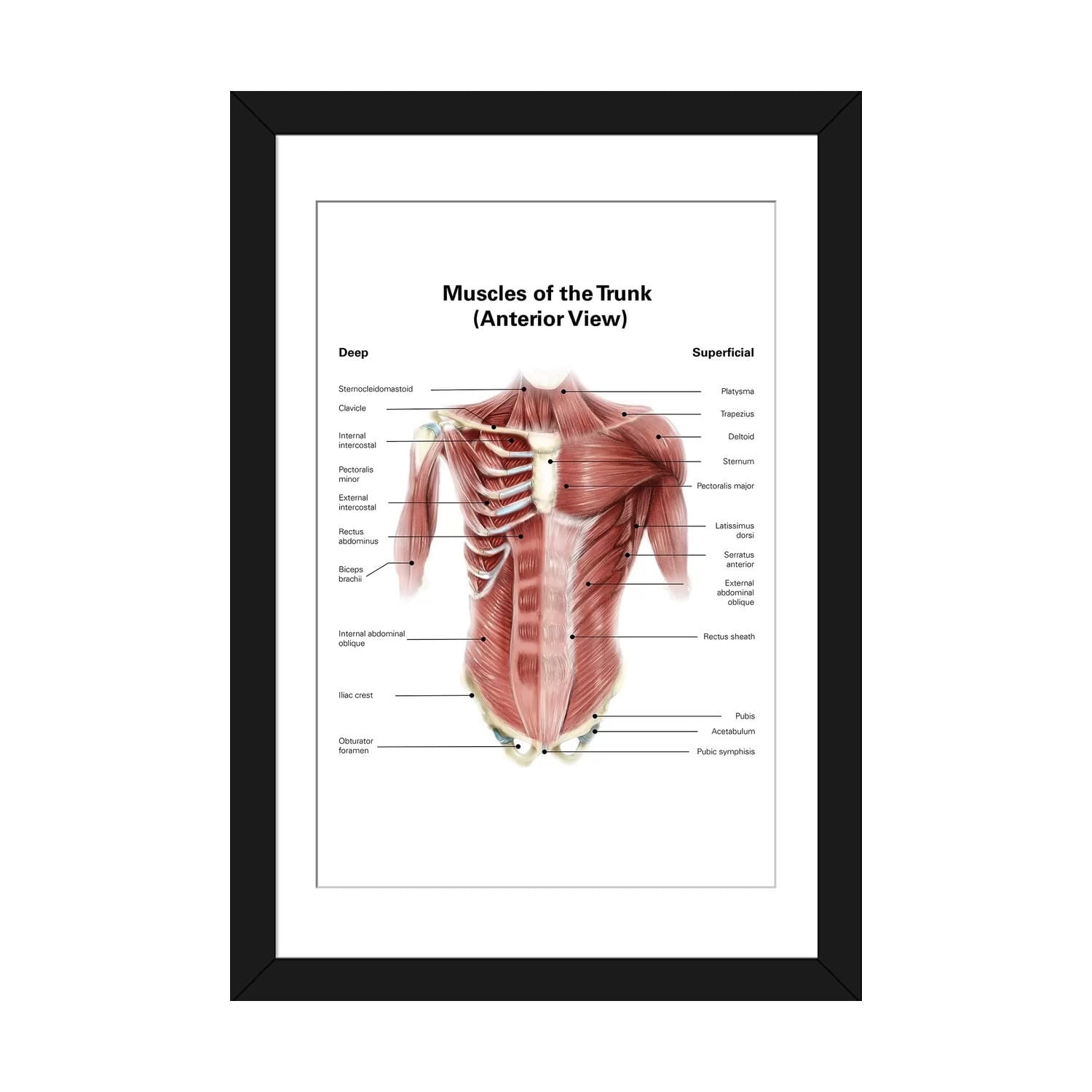 Muscles Of The Trunk Anterior View