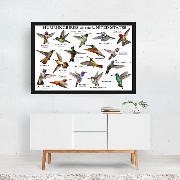 Hummingbirds of the United States Illustrations Art Print/Poster - Bed ...