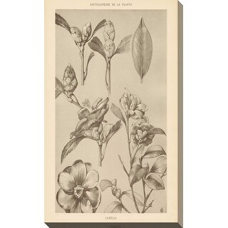"Lithograph Florals II (Vertical)" Print on Canvas - Bed Bath & Beyond ...