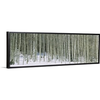 "Aspen trees in a forest, Chama, New Mexico" Black Float Frame Canvas ...