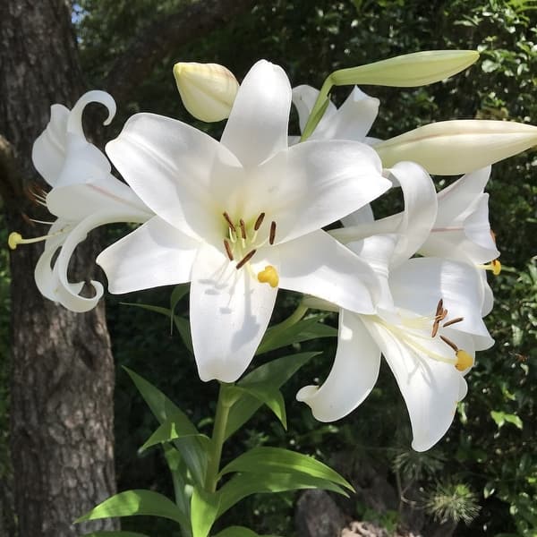 Giant Tree Lily "Pretty Lady" Flowers - 3, 6 or 12 Bulbs - Attracts ...