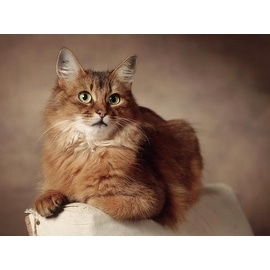 Somali Cat by Yann Arthus-Bertrand Animals Art Print - Bed Bath ...