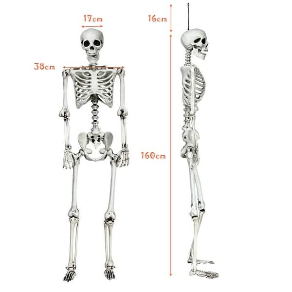full size human skeleton