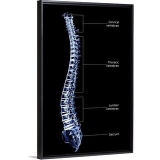 The vertebral column - Multi - Bed Bath & Beyond - 25506298