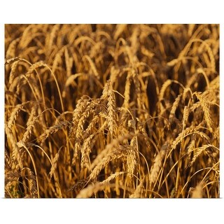 "Rye Patch" Poster Print - Multi - Bed Bath & Beyond - 16854026