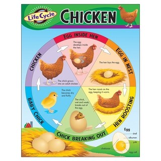 (6 Ea) Chart Life Cycle of A Chicken - Bed Bath & Beyond - 28075455