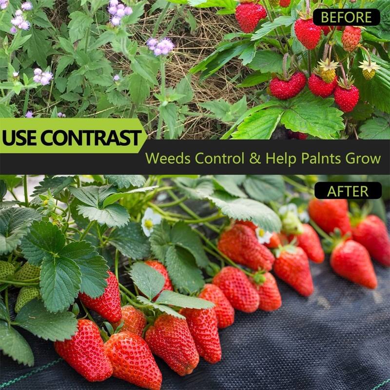 strawberry weed control