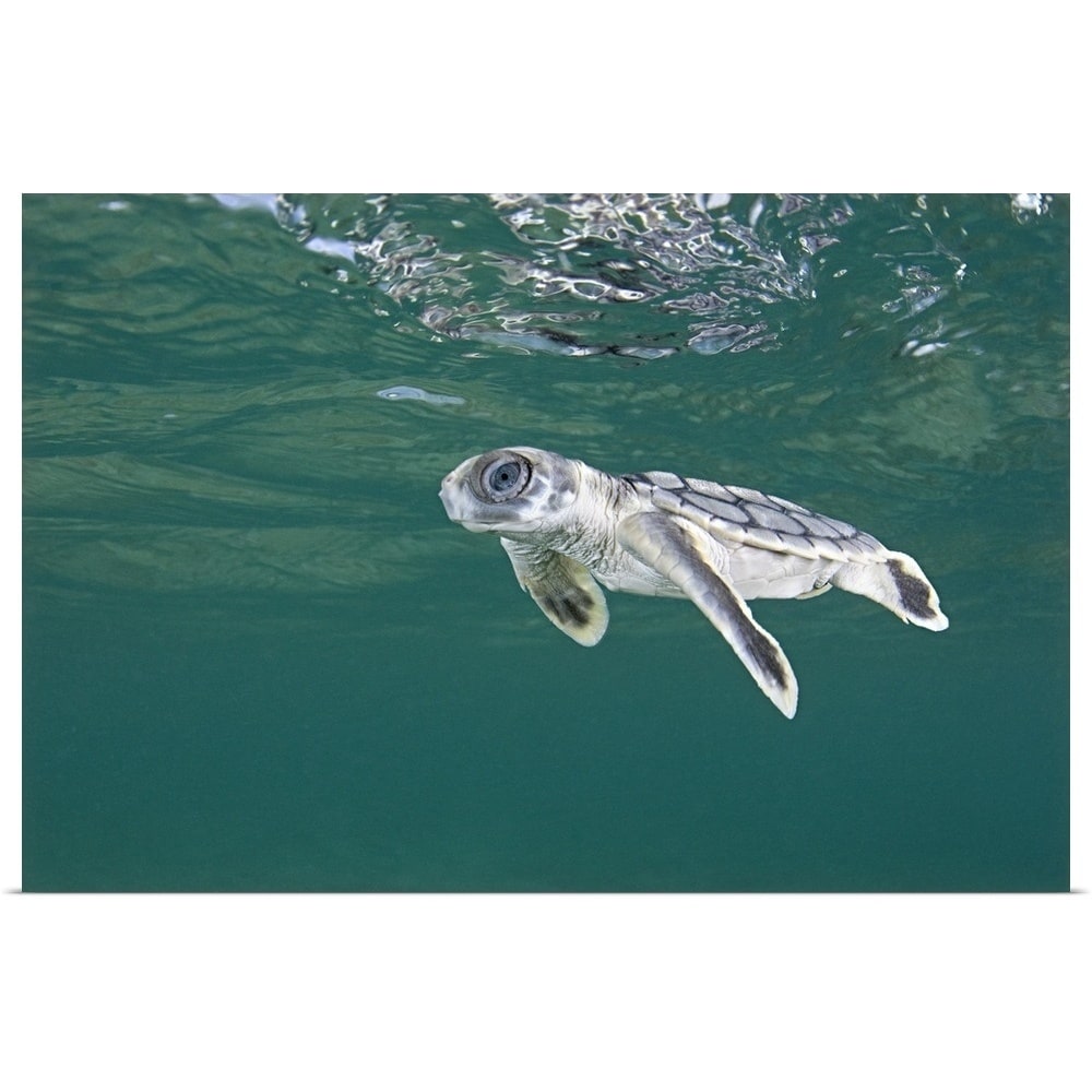 australian flatback turtle