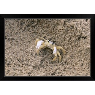 "Close-up of a crab in sand, Puerto Rico" Black Framed Print - Bed Bath ...