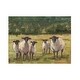 Ethan Harper 'Sheep Family I' Wood Slat Art - Bed Bath & Beyond - 37559732