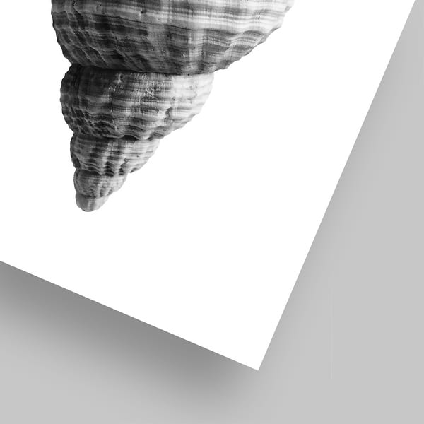 Americanflat - Sea Shell Ii by Sisi And Seb - 16"x20" Poster Art Print ...