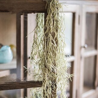 RusticReach Artificial Spanish Moss Vines 42" Long - Bed Bath & Beyond ...