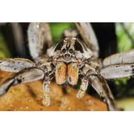 Wolf Spider, Mindo, Western Slope Of Andes, Ecuador by James ...