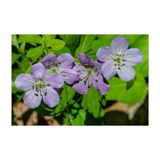 Lake Williams Pennsylvania Wood Geranium Blooms Art Print/Poster - Bed ...