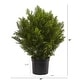 2-foot Indoor/Outdoor Cedar Bush - Green - Bed Bath & Beyond - 13212333