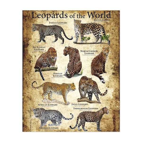 leopards Illustrations Animals Leopard Wildlife Art Print/Poster - Bed ...