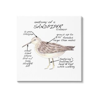 Stupell Sandpiper Beach Bird Wildlife Learning Facts Chart Canvas Wall ...