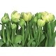 Komar Tulips Wall Mural - Bed Bath & Beyond - 36785252