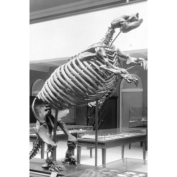 Mastodon skeleton Black and White Gallery Wrapped Canvas - Bed Bath ...