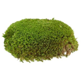 12 OZ Moss Preserved Moss Artificial Moss for Craft Floral Project ...