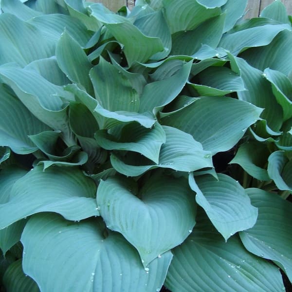 hosta bressingham blue