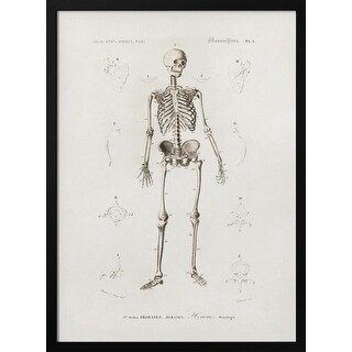 "Human Skeleton" Framed Print Wall Art - Bed Bath & Beyond - 41543122