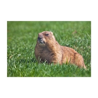 Fat funny and disgruntled bobak marmot Photography Art Print/Poster ...