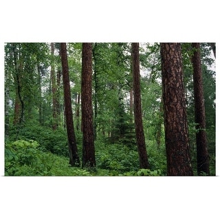 Red pine trees in old-growth forest, Preachers Grove, Itaska State Park ...