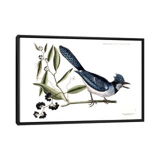 iCanvas "Blue Jay & Bay-Leaved Smilax" by Mark Catesby Framed - Bed ...