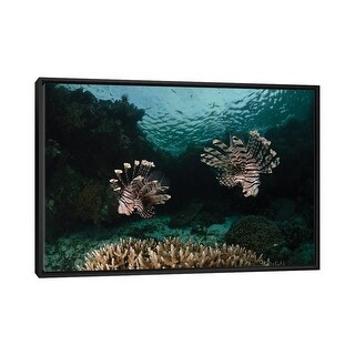 iCanvas "Pair Of Lionfish, Indonesia I" by Todd Winner Framed Canvas ...
