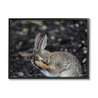 Stupell Embarrassed Rabbit Photograph Framed Giclee Art Design by ...
