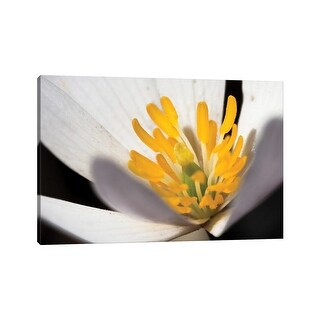 iCanvas "White Puccoon II" by Kathy Mansfield Canvas Print - Bed Bath ...