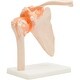 Human Life Size Shoulder Joint Ligament Model for Lab Presentation 6.5 ...