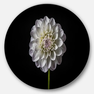 Designart 'Isolated Dahlia Flower in Black' Floral Disc Metal Artwork ...