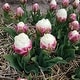 Double Scoop Ice Cream Tulips - Red & White Flowers - 9 Bulbs ...