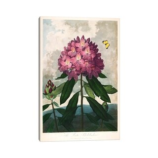 iCanvas "The Pontic Rhododendron" by Print Collection Canvas Print ...