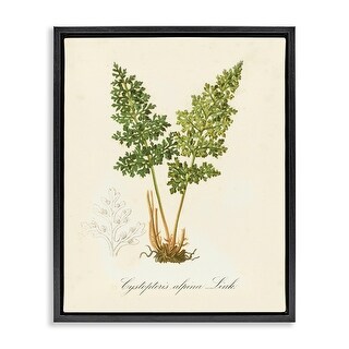 Stupell Biological Plant Study Framed Floater Canvas Wall Art Design By ...