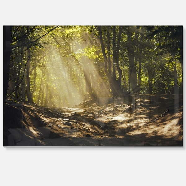 green trees with light rays