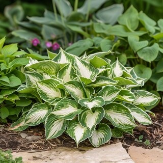 Fire and Ice Hosta - 3 Bare Roots - Green & White Hardy and Shade ...