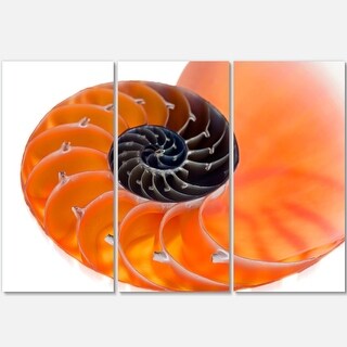 Orange Nautilus Shell - Abstract Art Glossy Metal Wall Art - Bed Bath ...
