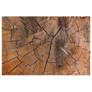 "Tree Stump Detail" Poster Print - Bed Bath & Beyond - 16884932